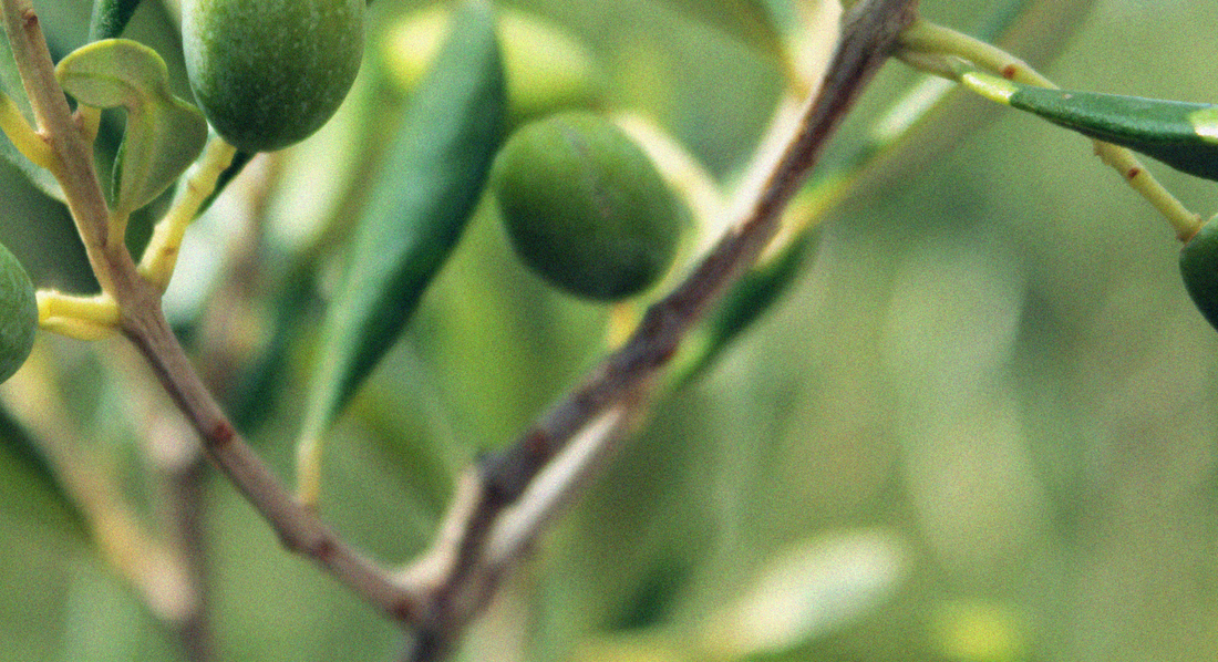 Recipes – Olive Oil Guy